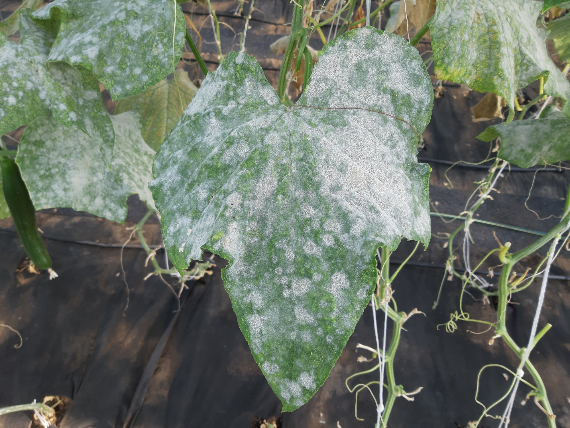 Proti padlí přírodní cestou Agro NATURA - pěstování bez chemie | AGRO ...