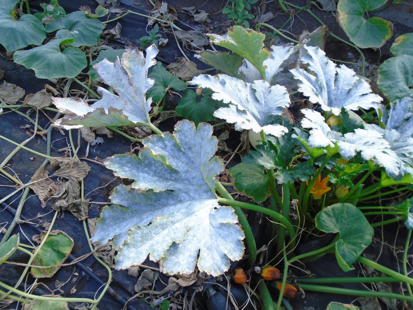 Proti padlí přírodní cestou Agro NATURA - pěstování bez chemie | AGRO ...