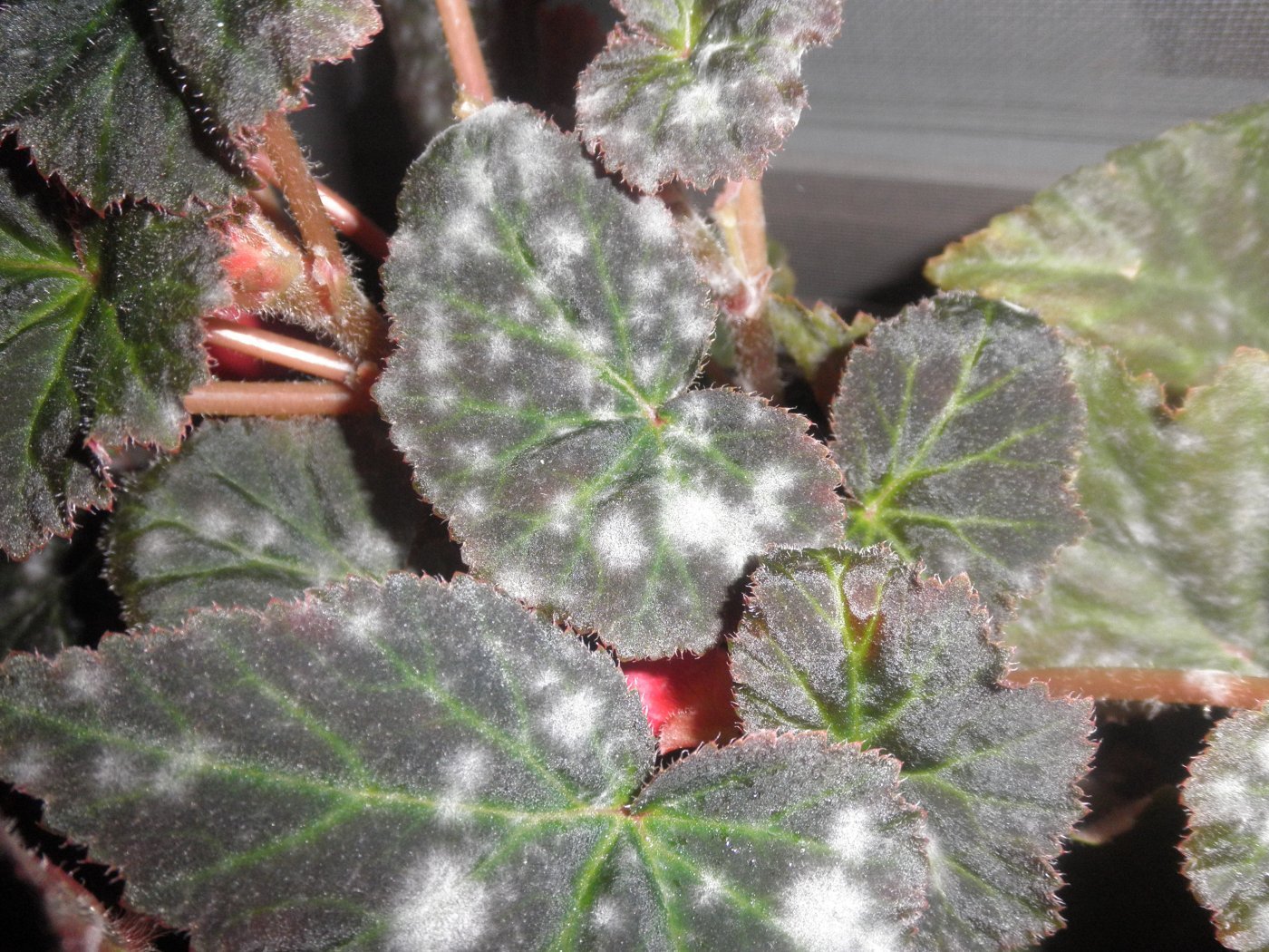 Proti padlí přírodní cestou Agro NATURA - pěstování bez chemie | AGRO ...