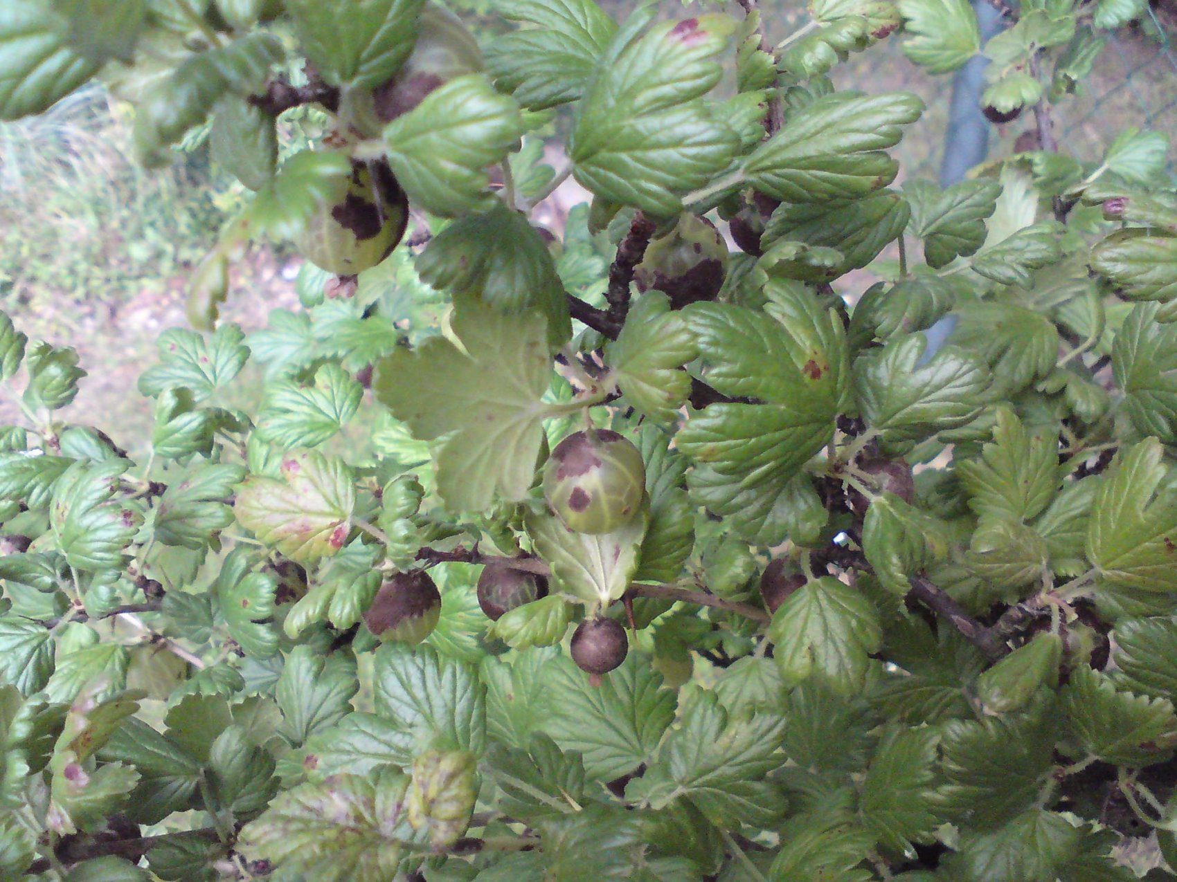 Rock Effect Agro NATURA - pěstování bez chemie | AGRO CS a.s.