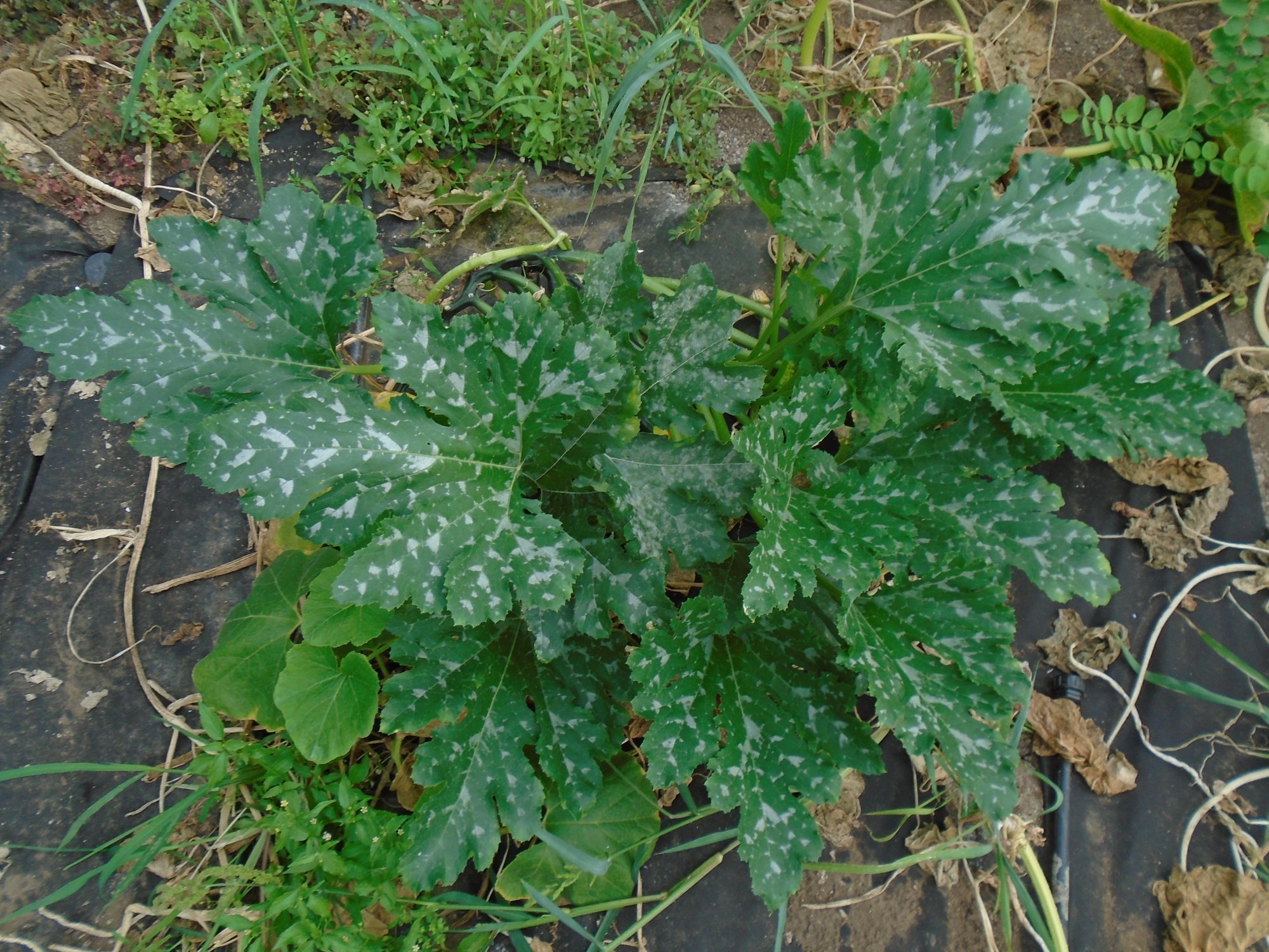 Proti padlí přírodní cestou Agro NATURA - pěstování bez chemie | AGRO ...