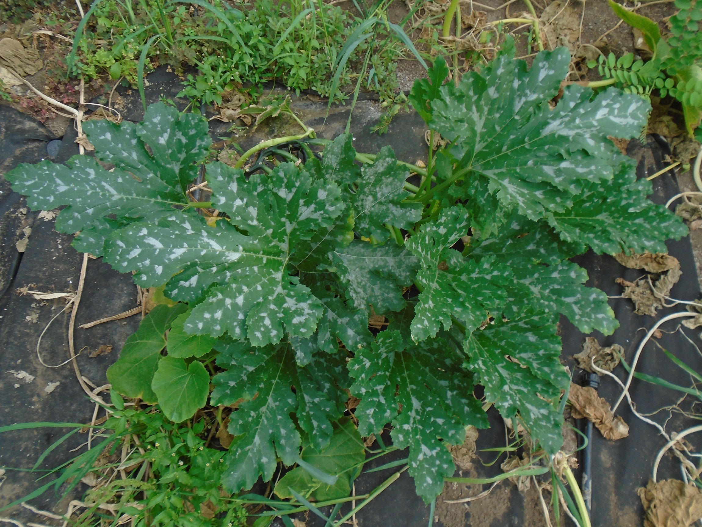 Proti padlí přírodní cestou Agro NATURA - pěstování bez chemie | AGRO ...